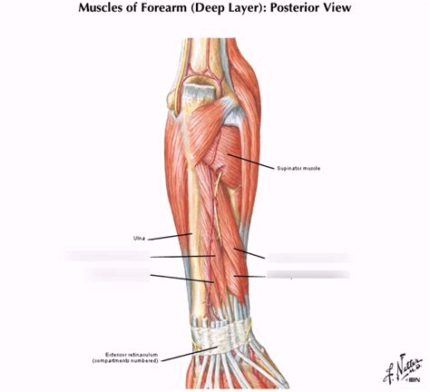 Posterior Forearm Muscles Deep Layer Diagram Quizlet