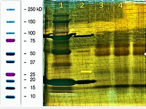Lane 1and2 Biorad Precision Plus Protein Standard Ladder 10 250kd