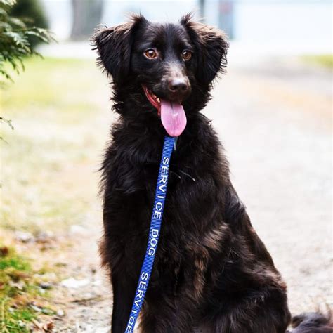 Badu Bg Тежки ремъци за теглене Обслужваща каишка за кучета Доставка за кученца Удобен аксесоар