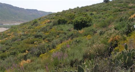 Mirroring Native Plant Communities In Sustainable Landscaping Water