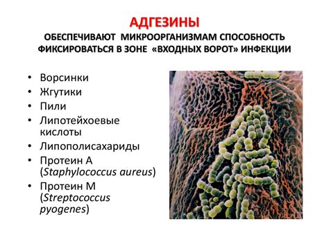 Образование симбиоза