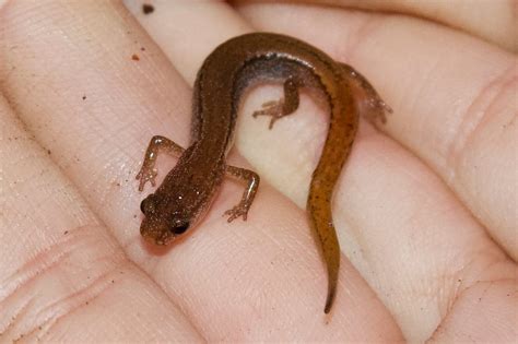 Western Dwarf Salamander Reptiles And Amphibians Of Mississippi
