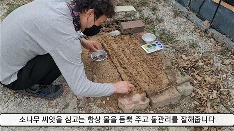 단풍 씨앗과 소나무 씨앗 심기 Youtube