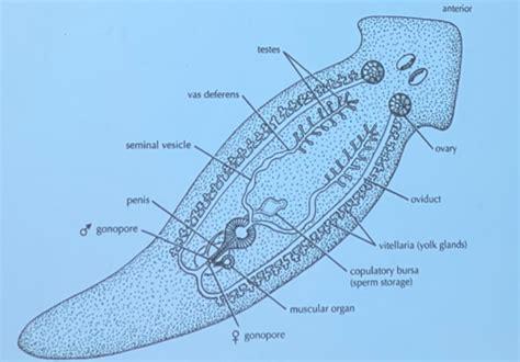 Chapter 8 Platyhelminthes Flashcards Quizlet
