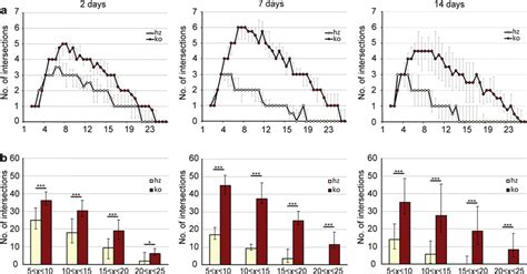 Sholl Analysis After Transient Occlusion Of The Middle Cerebral Artery