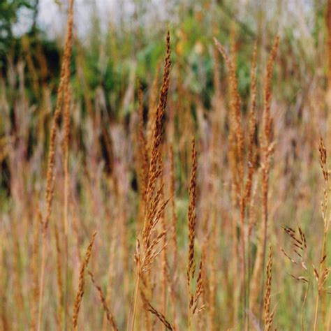 Buy Indiangrass Sorghastrum Nutans Online Elk Mound Seed