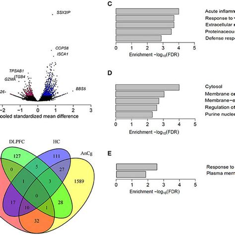 Sex Differences In Autosomal Gene Expression In The Human Brain A A Download Scientific