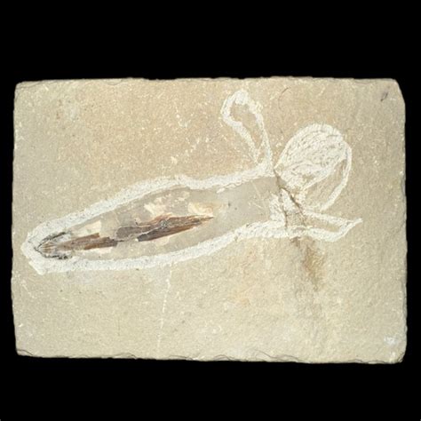 Squid Fossil Skeleton Squid Fossil 9 5 Cm 7 Cm Catawiki