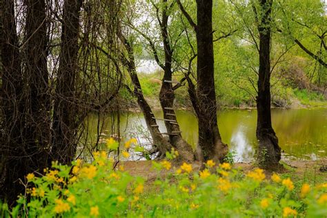 Free Picture Trees Riverbank Forest Grass Tree Autumn Wood Nature Birch Park