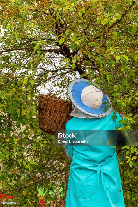 보호 복을 입은 양봉가는 시골의 꿀이있는 프레임에있는 바구니에있는 나무에서 꿀벌 떼를 잡습니다 아피 테라피 나무에 대한 스톡 사진 및 기타 이미지 Istock