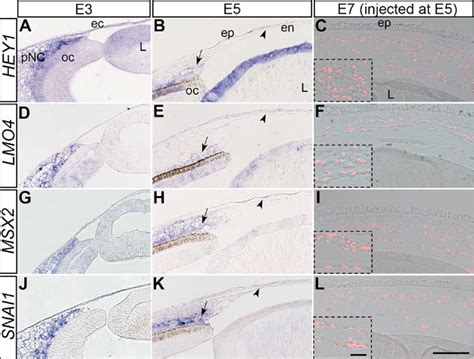 Figure 3 From Periocular Neural Crest Cell Differentiation Into Corneal Endothelium Is