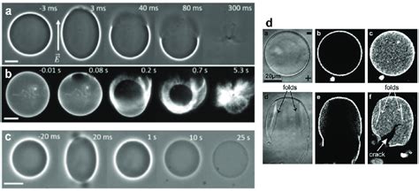Evaluation Of Membrane Stability Through Electroporation And