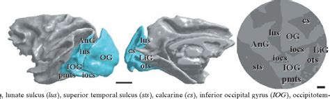 Figure 1 From Visual Areas In Macaque Cortex Measured Using Functional