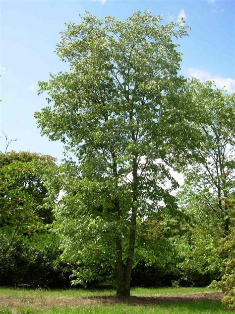 Multi Stem Trees A List Of Species And Characteristics