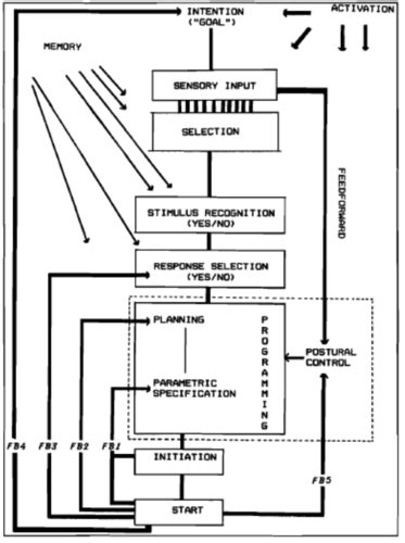 Motor Control Flashcards Quizlet