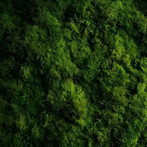 Premium Ai Image Moss Texture