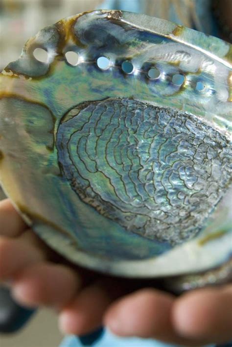 Abalone Shell Structure