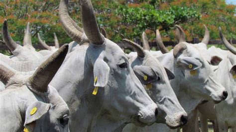 Qual A Diferença Entre Boi E Touro Olhar Digital