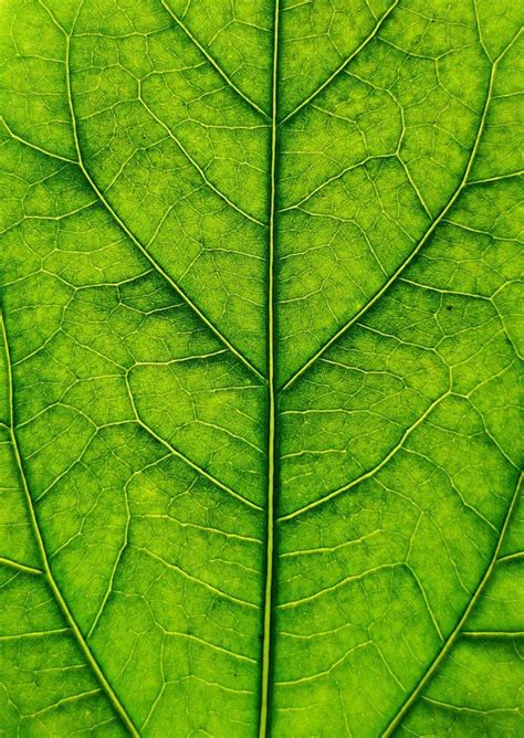 Chlorophyll A Vs B Difference And Comparison