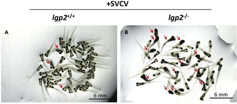 Cell Press Star Protocols