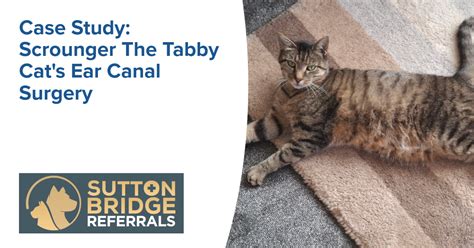 Case Study Scrounger The Cat Ear Surgery Tecabo