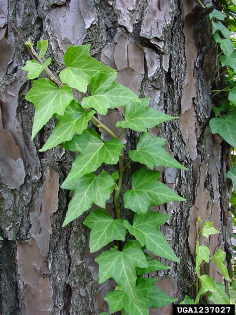 English ivy (Hedera helix L.)