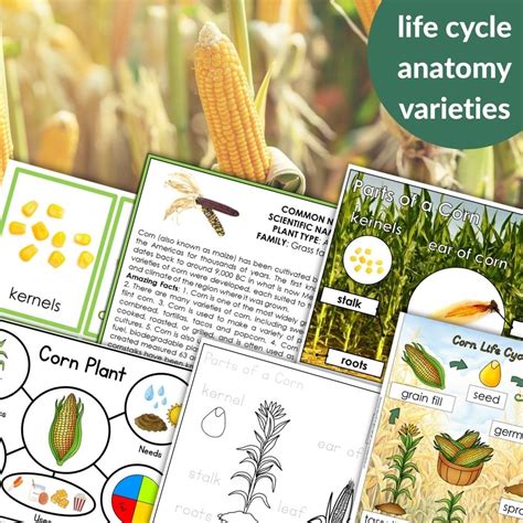 Corn Life Cycle And Parts Of Corn Montessori Inspired Activities
