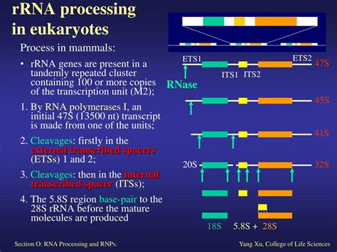 Ppt O1 Rrna Processing And Ribosome Powerpoint Presentation Free Download Id 7018384