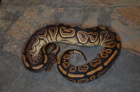 Firefly Clown Ball Python