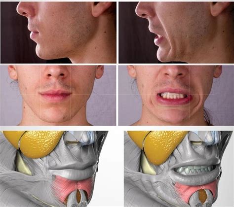 Depressor Labii Inferioris Muscle Origin Insertion Function