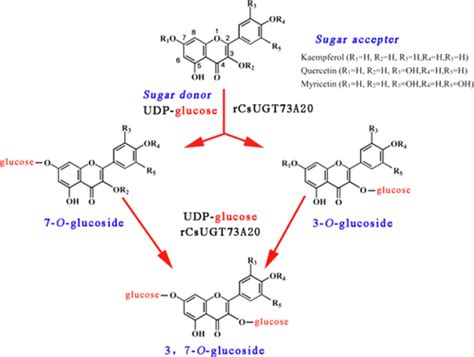 Functional Characterization Of A New Tea Camellia Sinensis Flavonoid