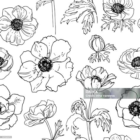 패턴 꽃 벡터 선 도면 흰색 배경에 검은 선에 의해 그려진 아네몬 아네모네 꽃에 대한 스톡 벡터 아트 및 기타 이미지 아네모네 꽃 검은색 꽃 나무 Istock
