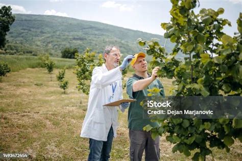 농작물 밭에서 돋보기를 사용하는 농업 경제학자와 농부 2명에 대한 스톡 사진 및 기타 이미지 2명 50 54세 걱정하는 Istock
