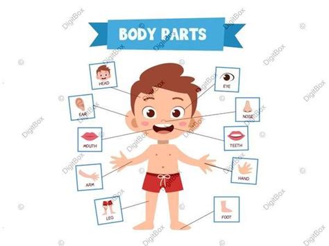 وکتور آموزش اعضای بدن Digitbox