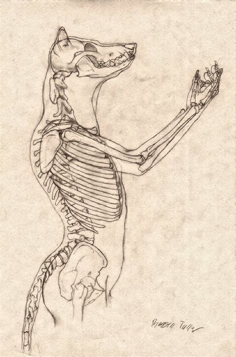 An Anatomical Look Into Anthropomorphic Speech By Russelltuller On