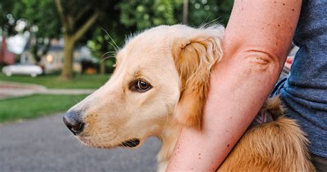 Can An Aggressive Dog Be Cured?