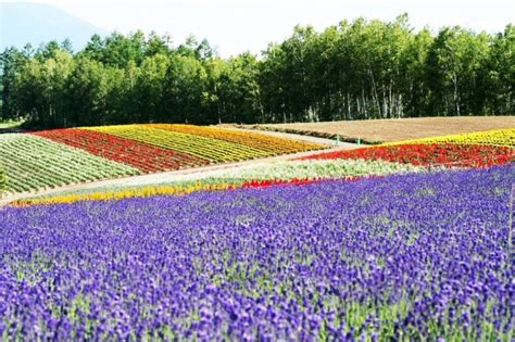 보다 자유롭게 나만의 북해도 자유여행 4일 온라인투어 패키지 보다 자유롭게 나만의 북해도 자유여행 4일 온라인투어 패키지