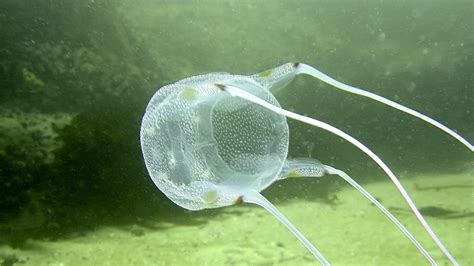 Most Dangerous Jellyfish Danger Choices
