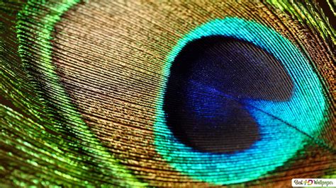 Peacock Feather Desktop Wallpapers 4k Hd Backgrounds On Wallpaperbat