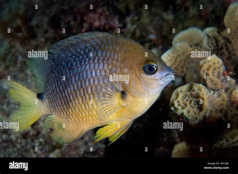 Threespot Damselfish On Coral Reef At Bonaire Island In The Caribbean