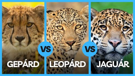 Mi A Különbség A Gepárd Leopárd és Jaguár Között A Foltos