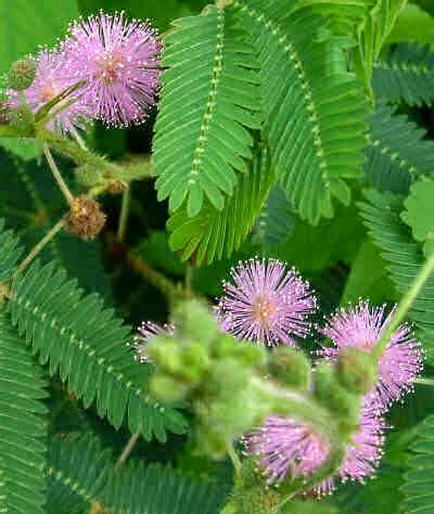 ClasificaciÓn De Especies Mimosa Pudica L Dormilona