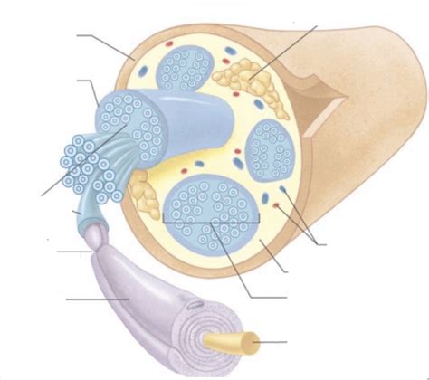 Peripheral Nerve Cross Section Diagram Quizlet