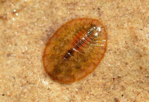 Water Penny