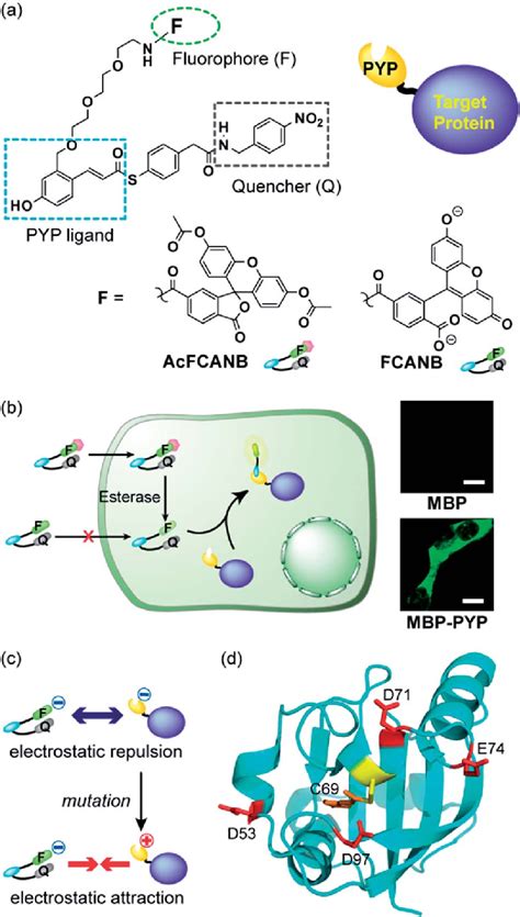 A Molecular Structures Of The Fluorogenic Probes Fcanb And Acfcanb