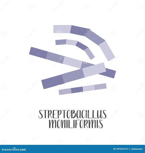 Streptobacillus Moniliformis Bacteria Royalty Free Illustration