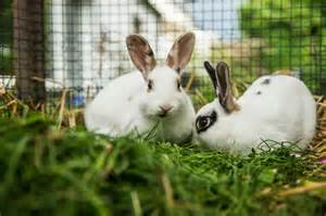 How To Determine The Sex Of Rabbits