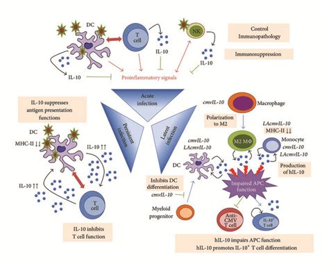Il‐10 A Multifunctional Cytokine In Viral Infections Rojas 2017