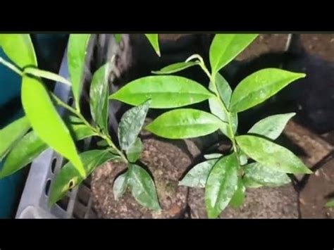 Agarwoodagartree Seedlings Of Aquilaria Malaccensis And Aquilaria