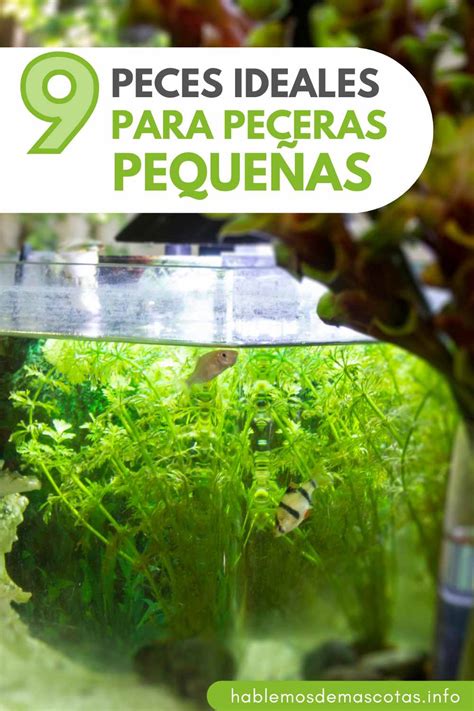 Los Mejores Peces Para Peceras Pequeñas